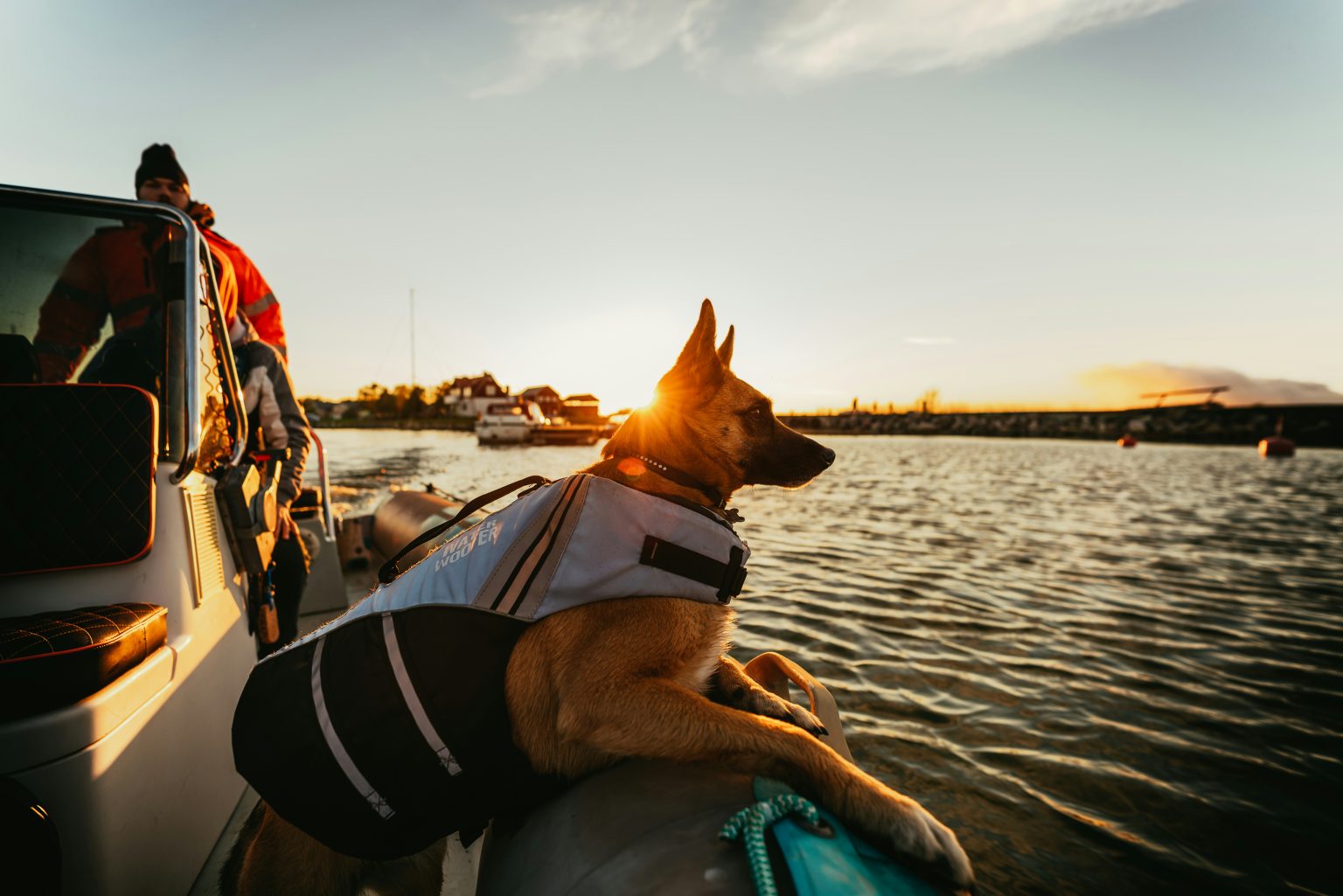 12 Best Boat Dogs: Water-Loving Breeds That Rule the Waves